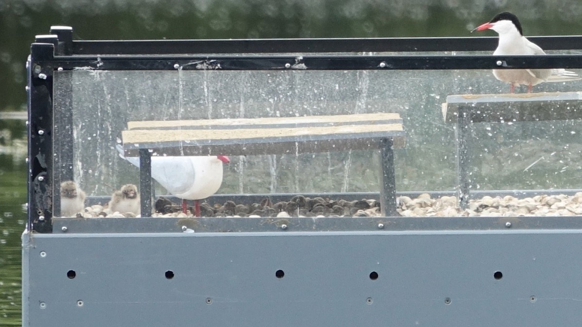 Milton Country Park common tern breeding platform